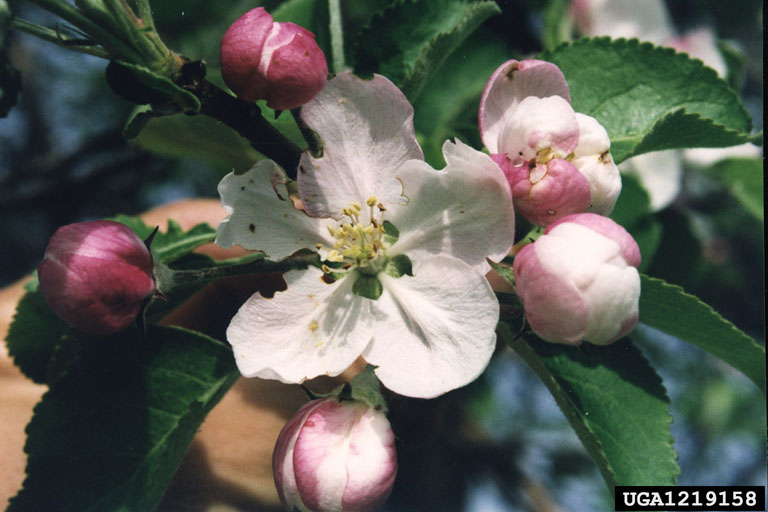 apple (Malus domestica Borkh.)