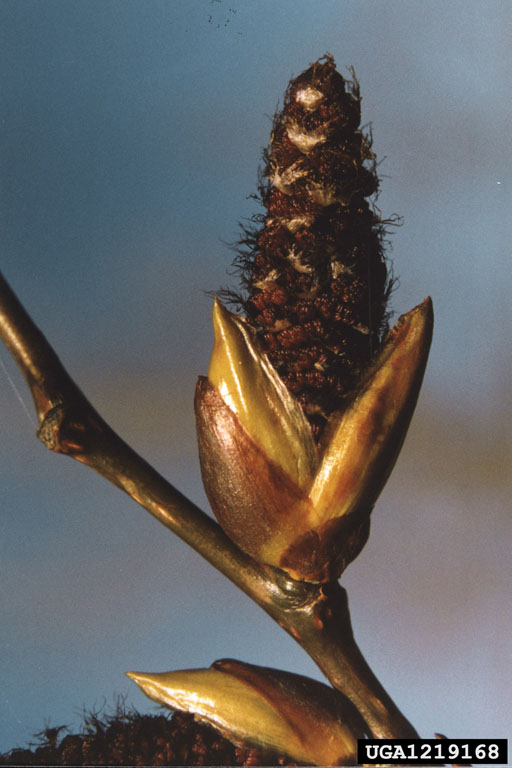 eastern cottonwood (Populus deltoides ssp. deltoides Bartram ex Marsh.)