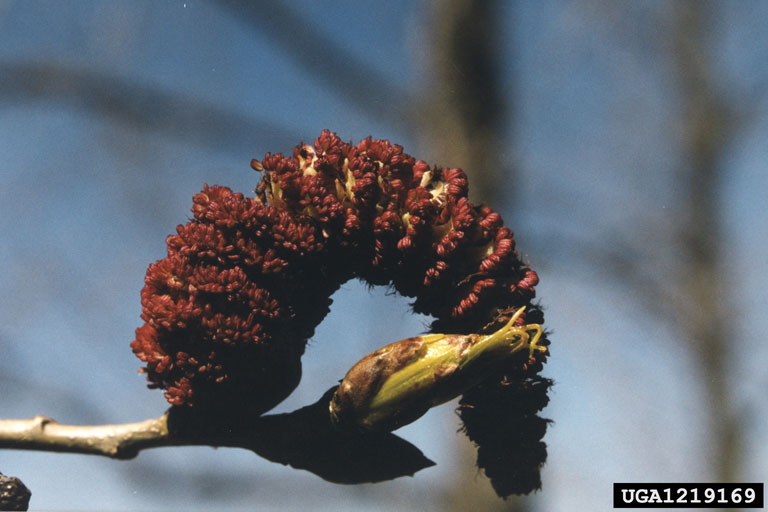 eastern cottonwood (Populus deltoides ssp. deltoides)