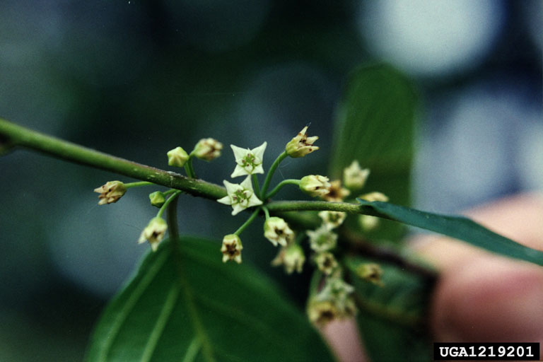 buckthorn (Genus Rhamnus L.)