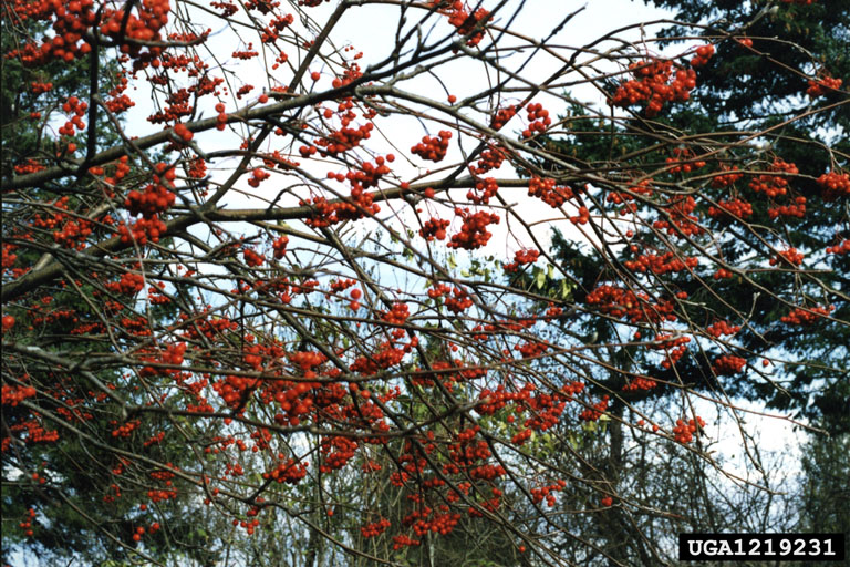 northern mountain ash (Sorbus decora (Sarg.) Schneid.)