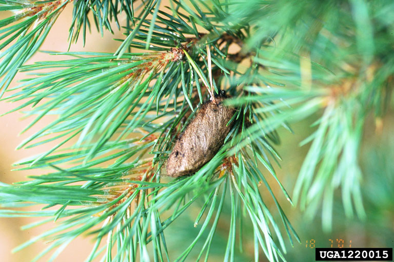 Pine-tree lappet (Dendrolimus pini)