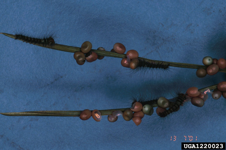 Pine-tree lappet (Dendrolimus pini)