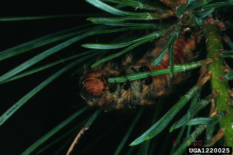 Pine-tree lappet (Dendrolimus pini)