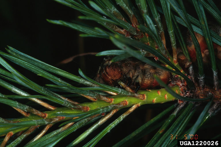 Pine-tree lappet (Dendrolimus pini (Linnaeus))
