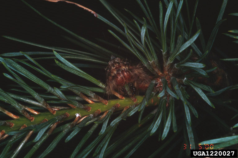 Pine-tree lappet (Dendrolimus pini (Linnaeus))