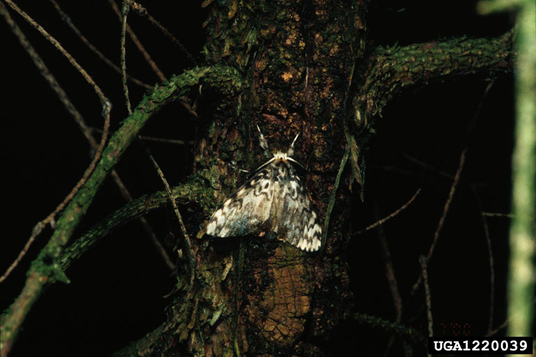 nun moth (Lymantria monacha (Linnaeus))