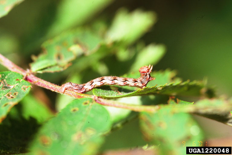 mottled umber moth (Erannis defoliaria (Clerk))