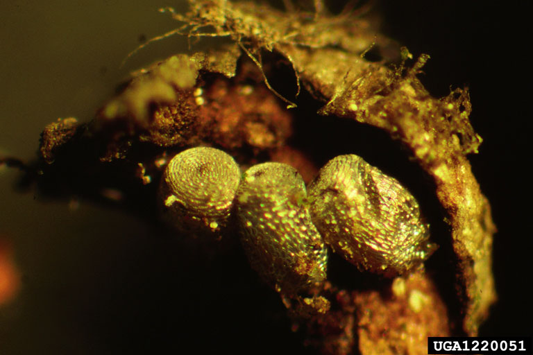 northern winter moth (Operophtera fagata)