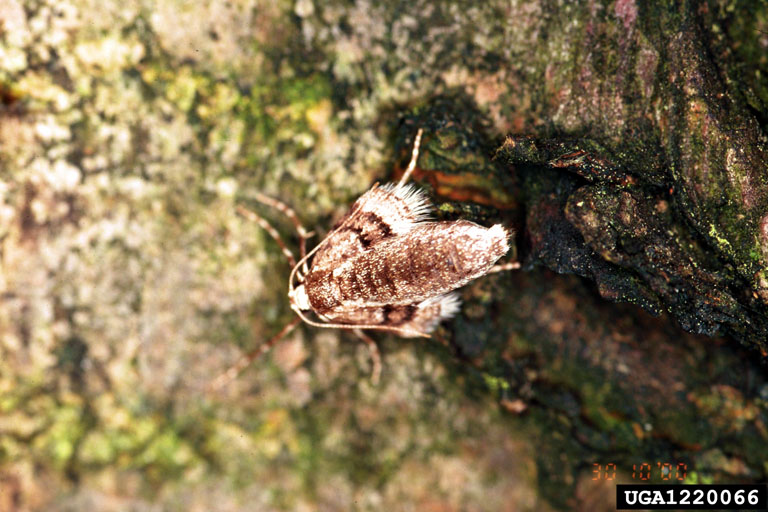 northern winter moth (Operophtera fagata (Scharfenberg))