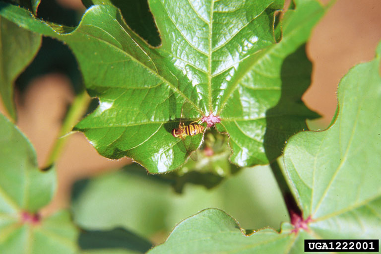 syrphid flies (Genus Syrphus)
