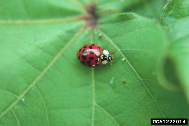 lady beetles (family Coccinellidae) (Family Coccinellidae)