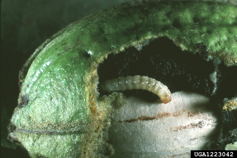 hickory shuckworm (Cydia caryana (Fitch))