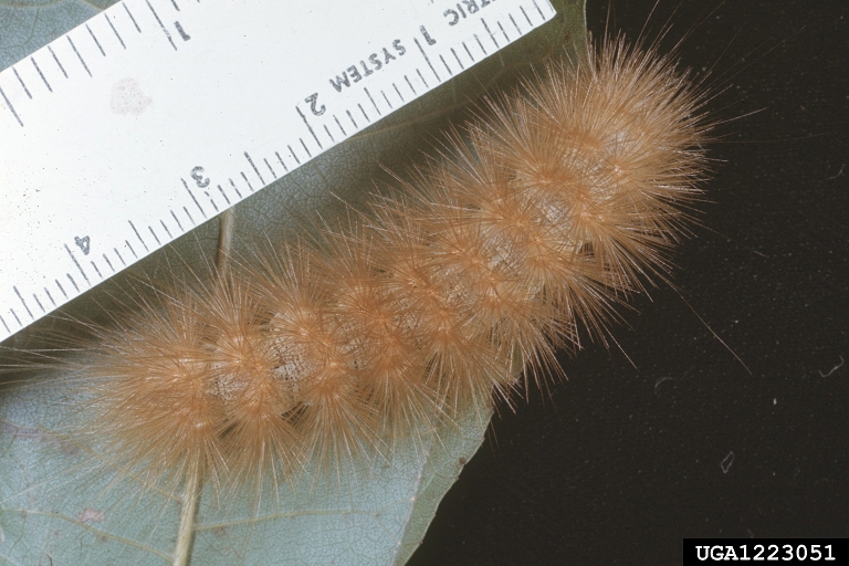 saltmarsh caterpillar (Estigmene acrea (Drury, 1773))