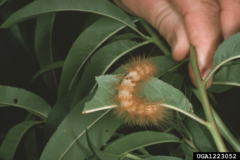saltmarsh caterpillar (Estigmene acrea (Drury, 1773))