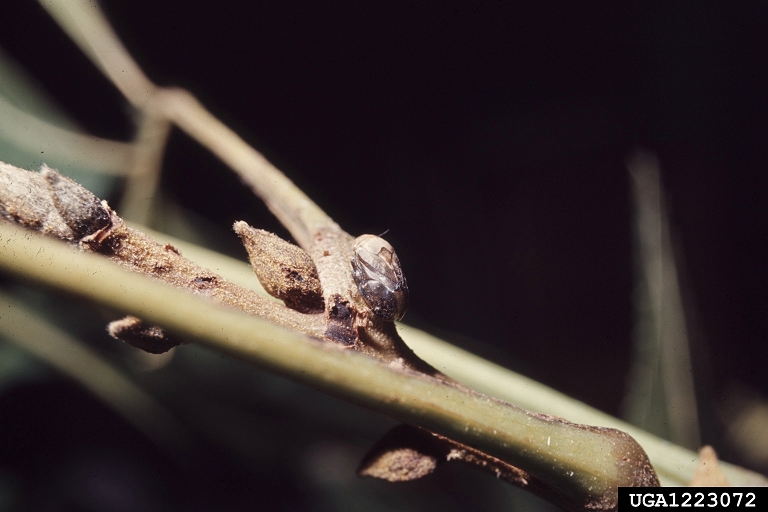 pecan spittlebug (Clastoptera achatina)