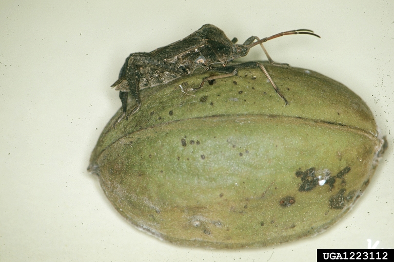 plant bugs (Family Miridae)