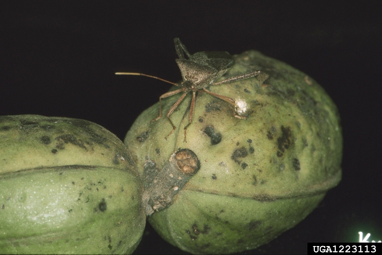 plant bugs on pecan (Carya illinoinensis ) - 1223113