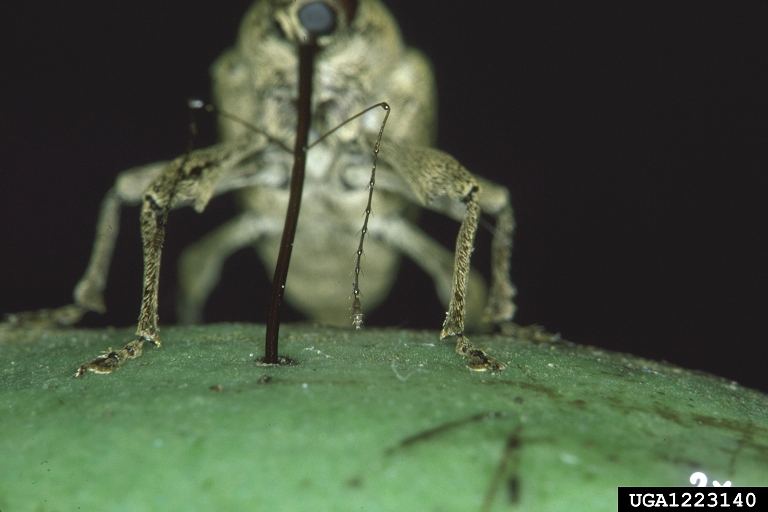 pecan weevil (Curculio caryae)