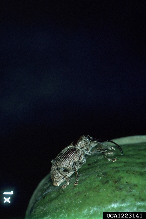 pecan weevil (Curculio caryae)