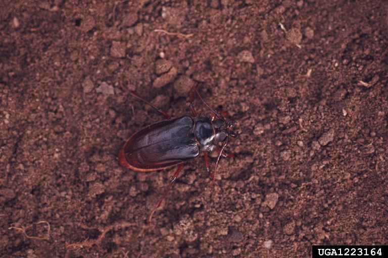 prionid beetles (Genus Prionus Geoffroy 1762)