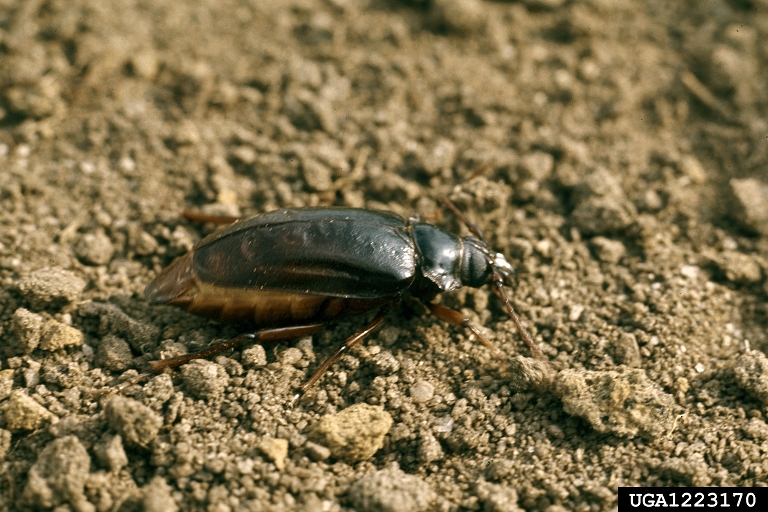 prionid beetles (Genus Prionus)