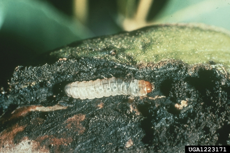 hickory shuckworm (Cydia caryana)