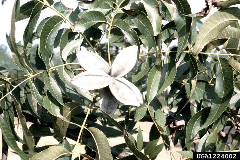 powdery mildew (Erysiphe penicillata (Wallr.) Schltdl.)