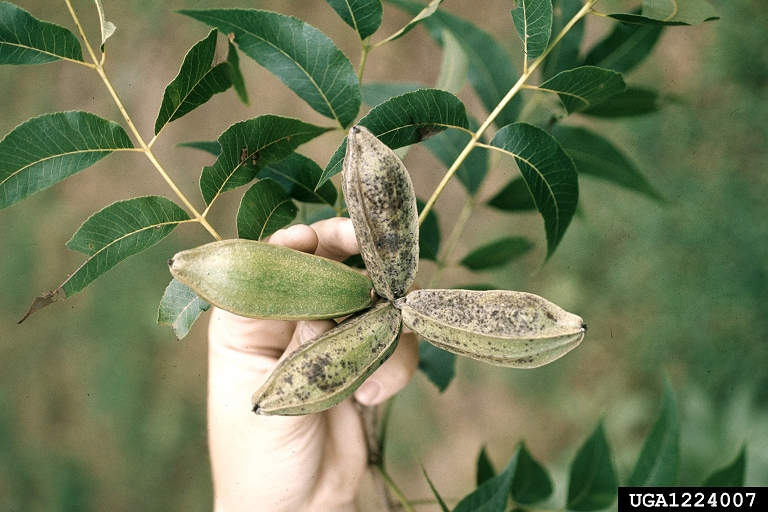 pecan scab (Venturia effusa (G. Winter) Rossman & W.C. Allen 2016)