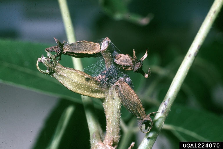 pecan nut casebearer (Acrobasis nuxvorella Neunzig)