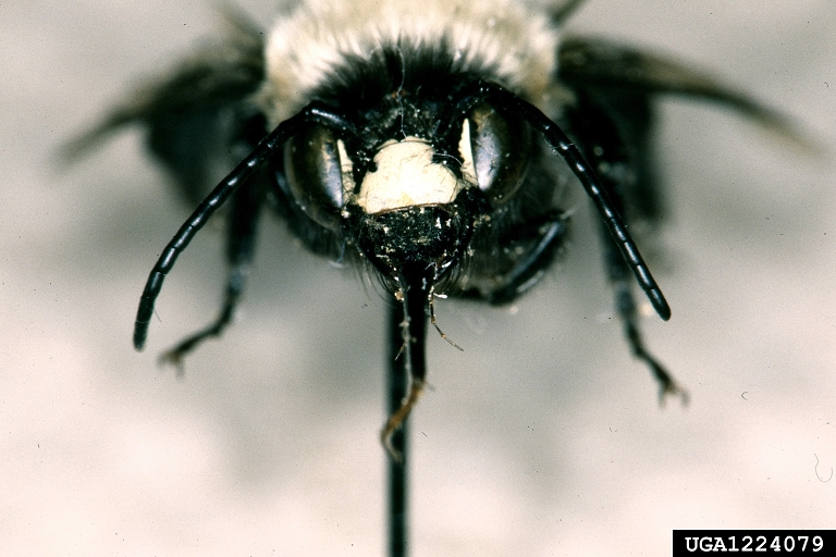 southeastern blueberry bee (Habropoda laboriosa)