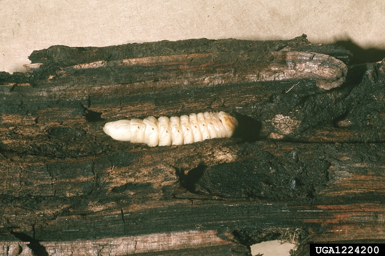 prionid beetles (Genus Prionus Geoffroy 1762)