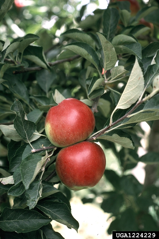 apple (Malus domestica Borkh.)