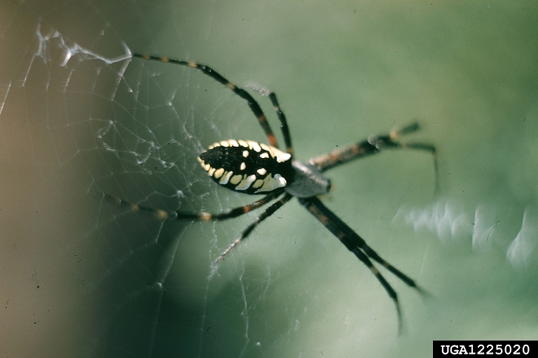 yellow garden spider (Argiope aurantia Lucas)