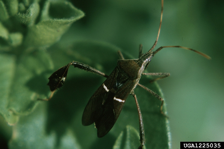 leaf-footed bugs (Family Coreidae Leach, 1815)