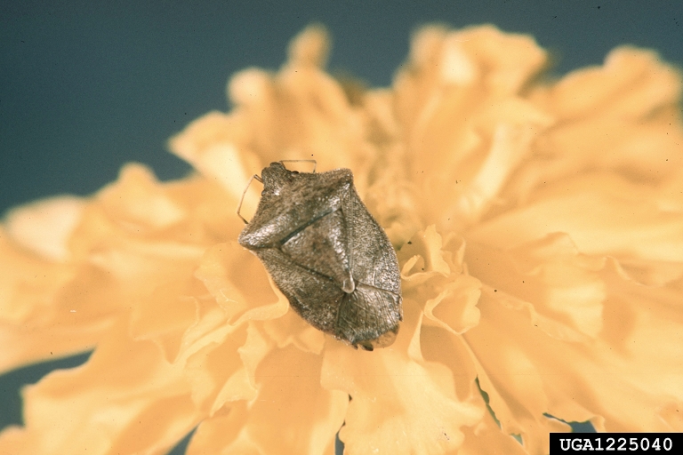stink bugs (Family Pentatomidae)