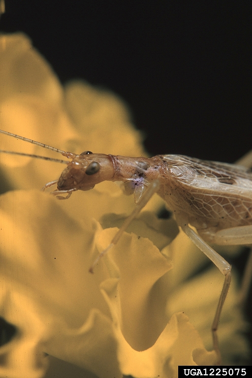 tree crickets (Family Oecanthidae)