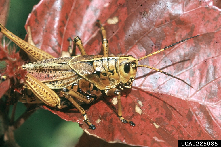 eastern lubber grasshopper (Romalea microptera (Beauvois, 1817))