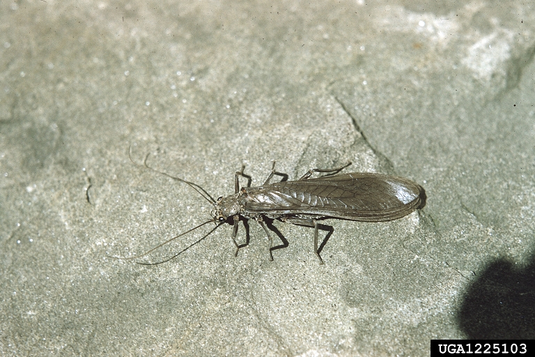 common stoneflies (Family Perlidae)