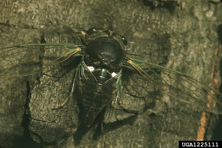dog-day cicada (Tibicen chloromera Walker, 1850)
