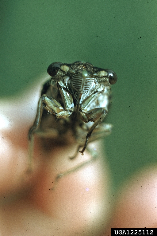 dog-day cicada (Genus Tibicen Latreille, 1825)