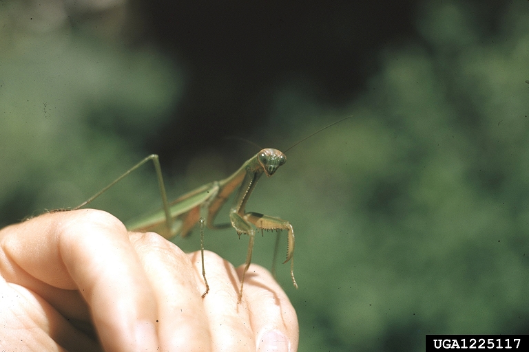 mantids (Family Mantidae) (Family Mantidae)