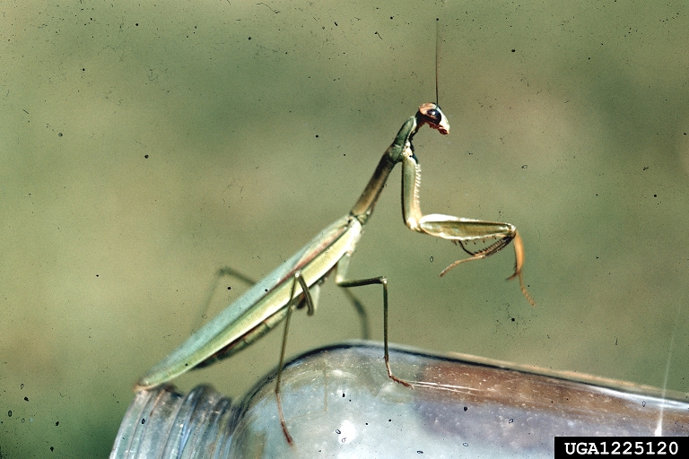 mantids (Family Mantidae)