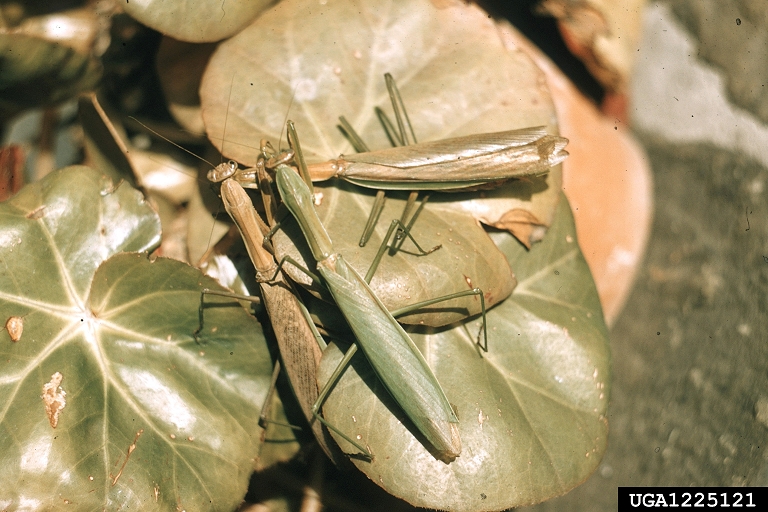 mantids (Family Mantidae) (Family Mantidae)