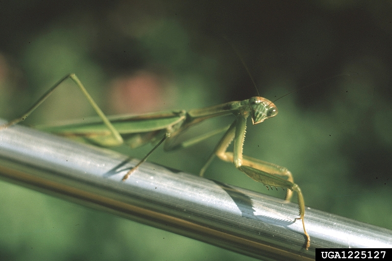 mantids, (Mantodea: Mantidae) - 1225127
