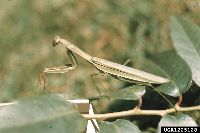 mantids (Family Mantidae)