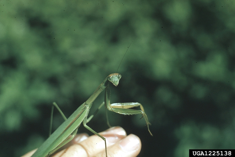 mantids (Family Mantidae)