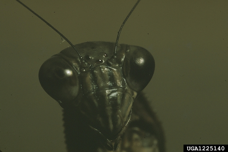 mantids (Family Mantidae) (Family Mantidae)