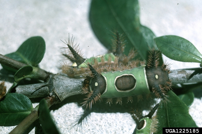 saddleback caterpillar (Acharia stimulea (Clemens))
