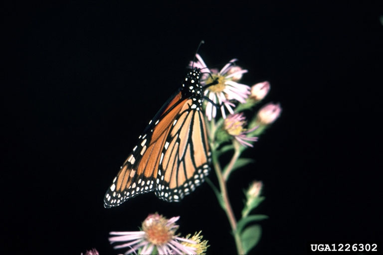 monarch butterfly (Danaus plexippus (Linnaeus))